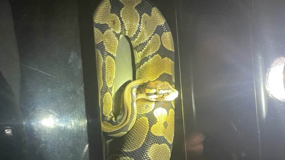 Groton police encounter escaped python in cruiser – NBC New York