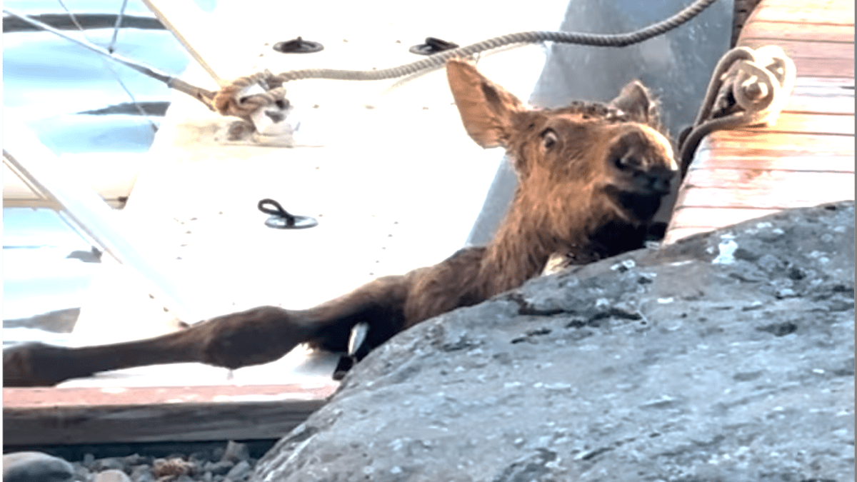 WATCH: Baby moose rescued after falling into Alaskan lake – NBC New York