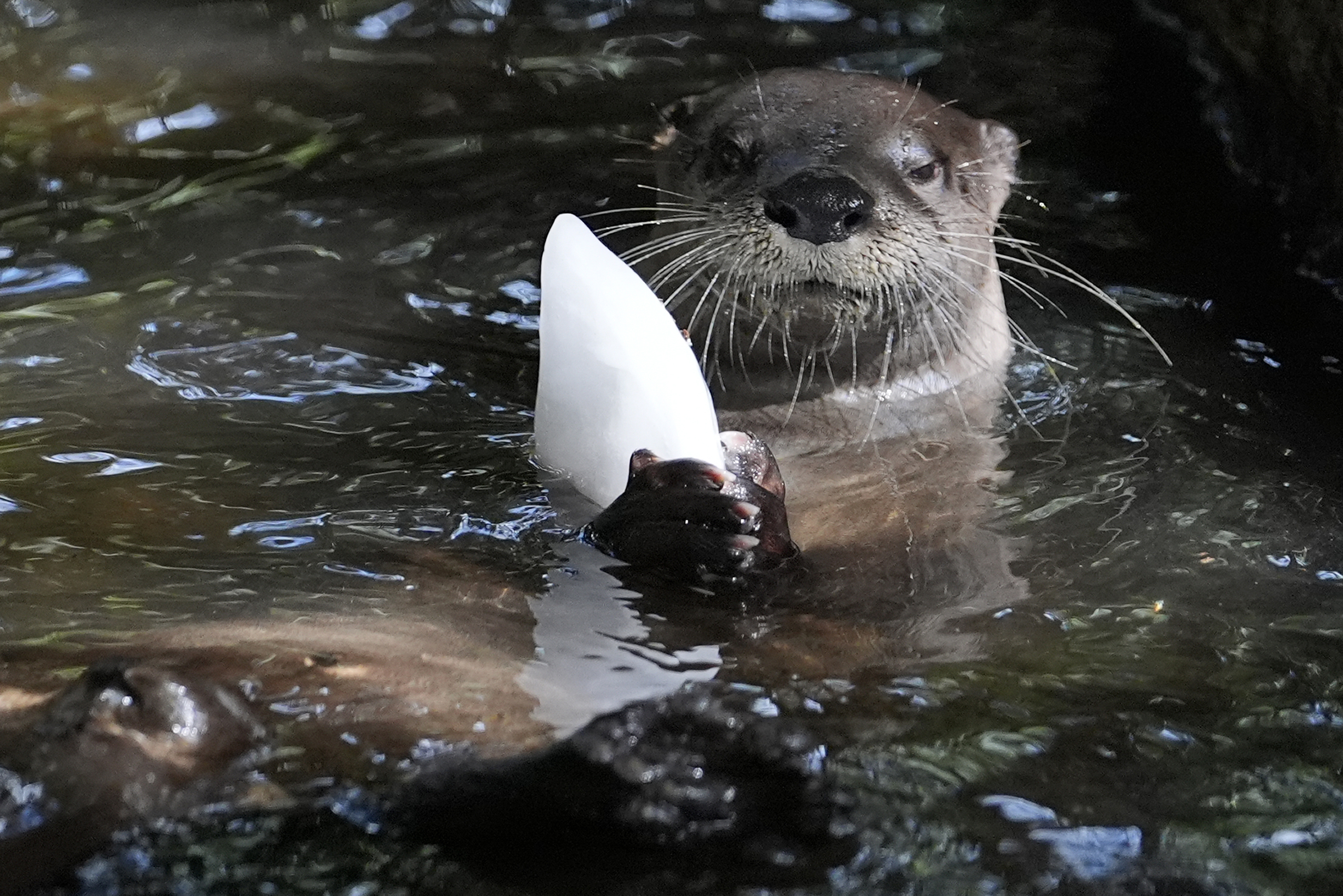 Zoo animals use treats, showers and ice to cool off during summer heat ...