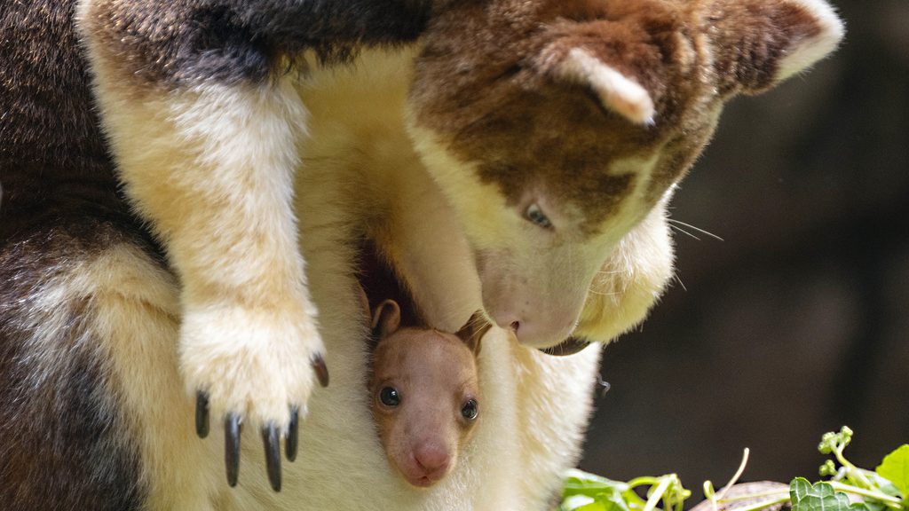 Bronx Zoo says baby kangaroo seen after hiding for months – NBC New York