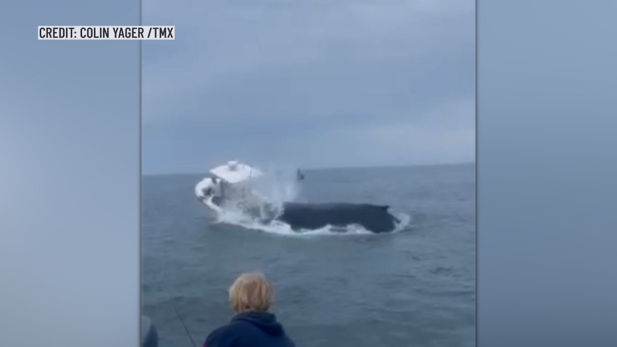 Portsmouth, NH whale breach takes out boat – NBC New York