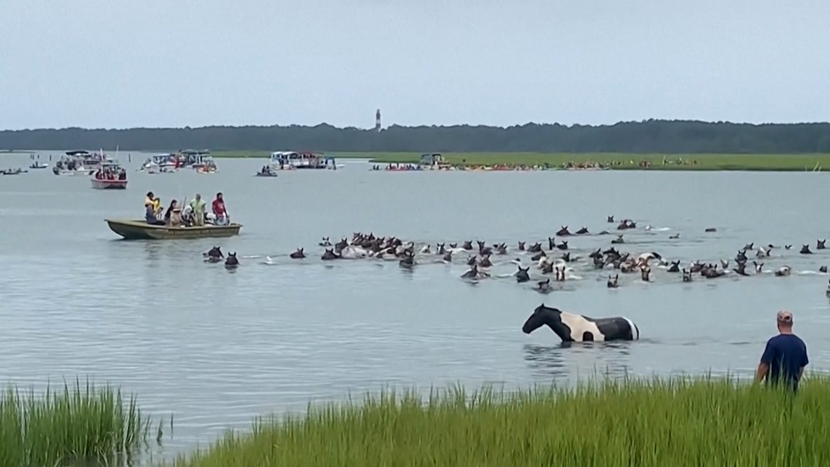 Thousands watch Chincoteague wild ponies complete 99th annual swim in ...