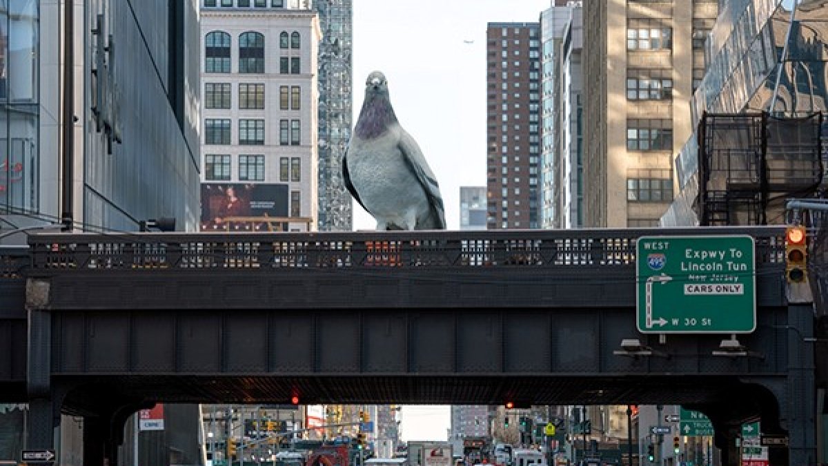 High Line: Massive pigeon sculpture to land in Manhattan park – NBC New ...