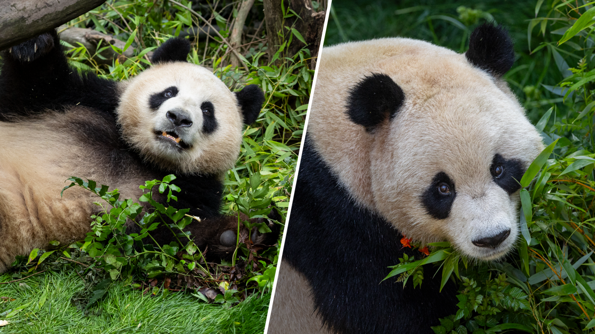 1st look at pandas Yun Chuan and Xin Bao in San Diego – NBC New York