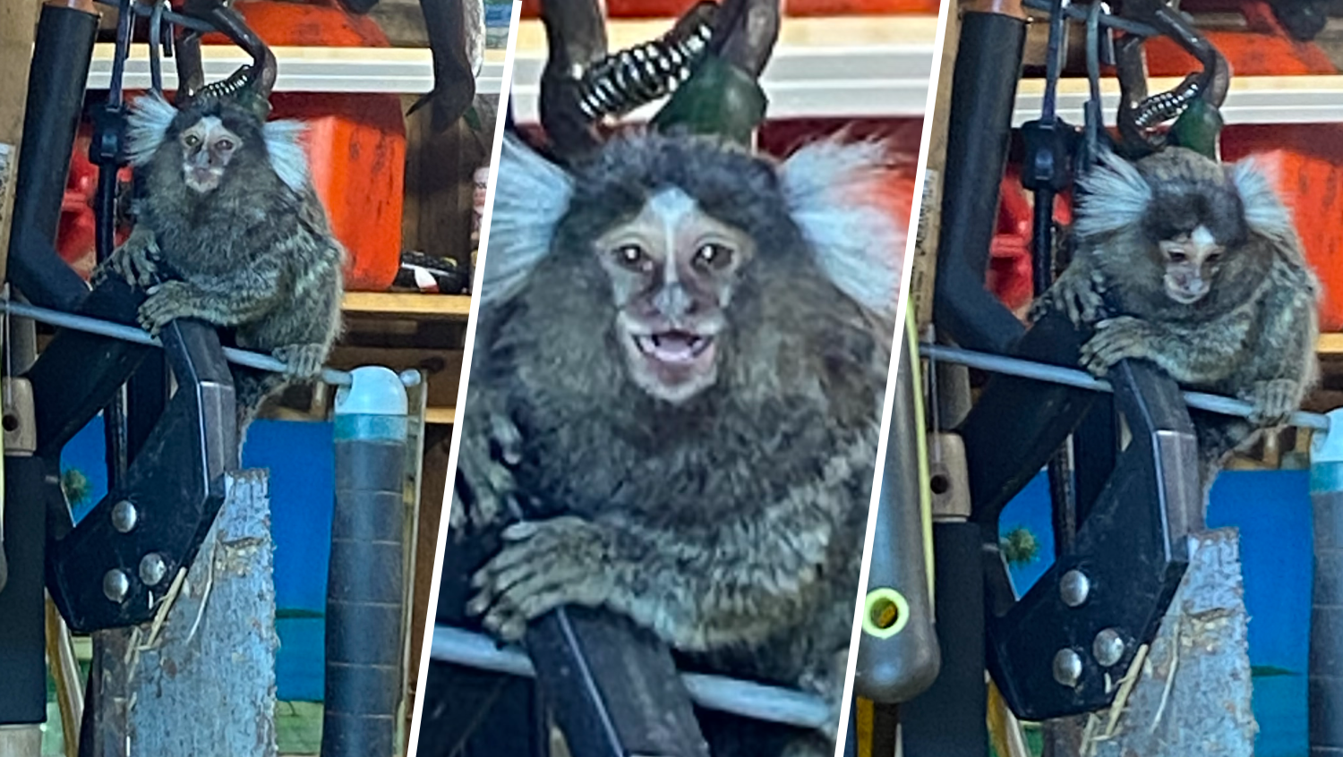 Connecticut man finds rare monkey hiding in shed – NBC New York