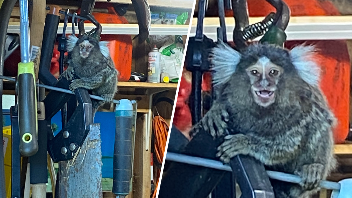 Connecticut man finds rare monkey hiding in shed – NBC New York