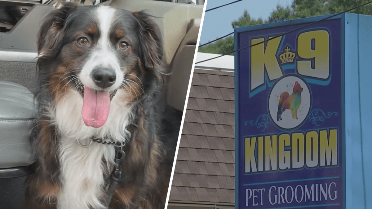 NJ dog groomer arrested, charged with drug possession after animal dies ...
