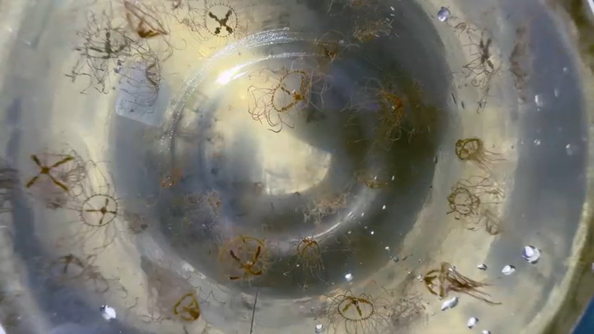 Invasive clinging jellyfish return to Jersey Shore: what to know – NBC ...