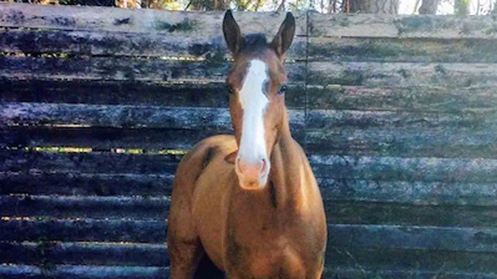 Boyd Martin to honor Annie Goodwin at Paris Olympics – NBC New York