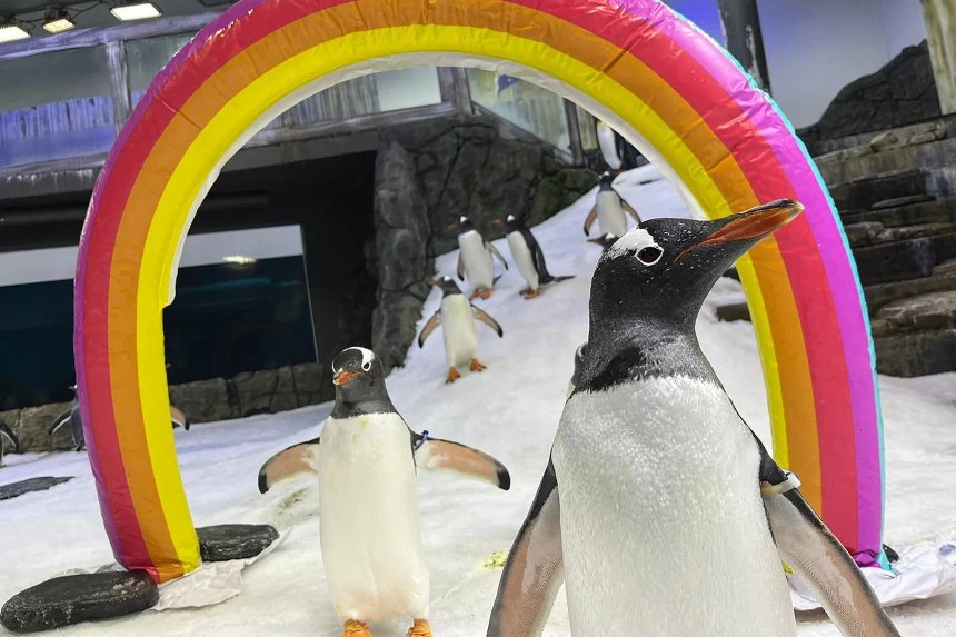 Sphen, half of adored gay penguin couple, dies as partner mourns – NBC ...