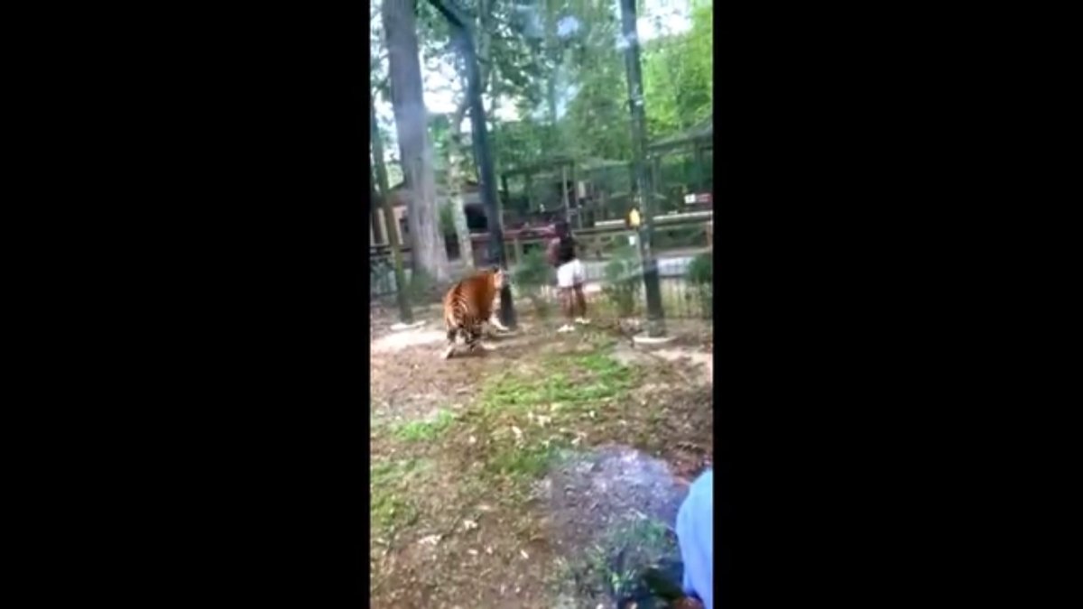 Woman taunts tiger at NJ zoo – NBC New York