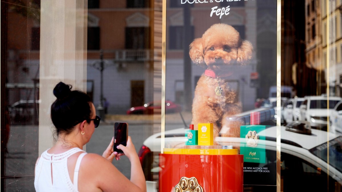 Dolce & Gabbana launches a new perfume for dogs – NBC New York