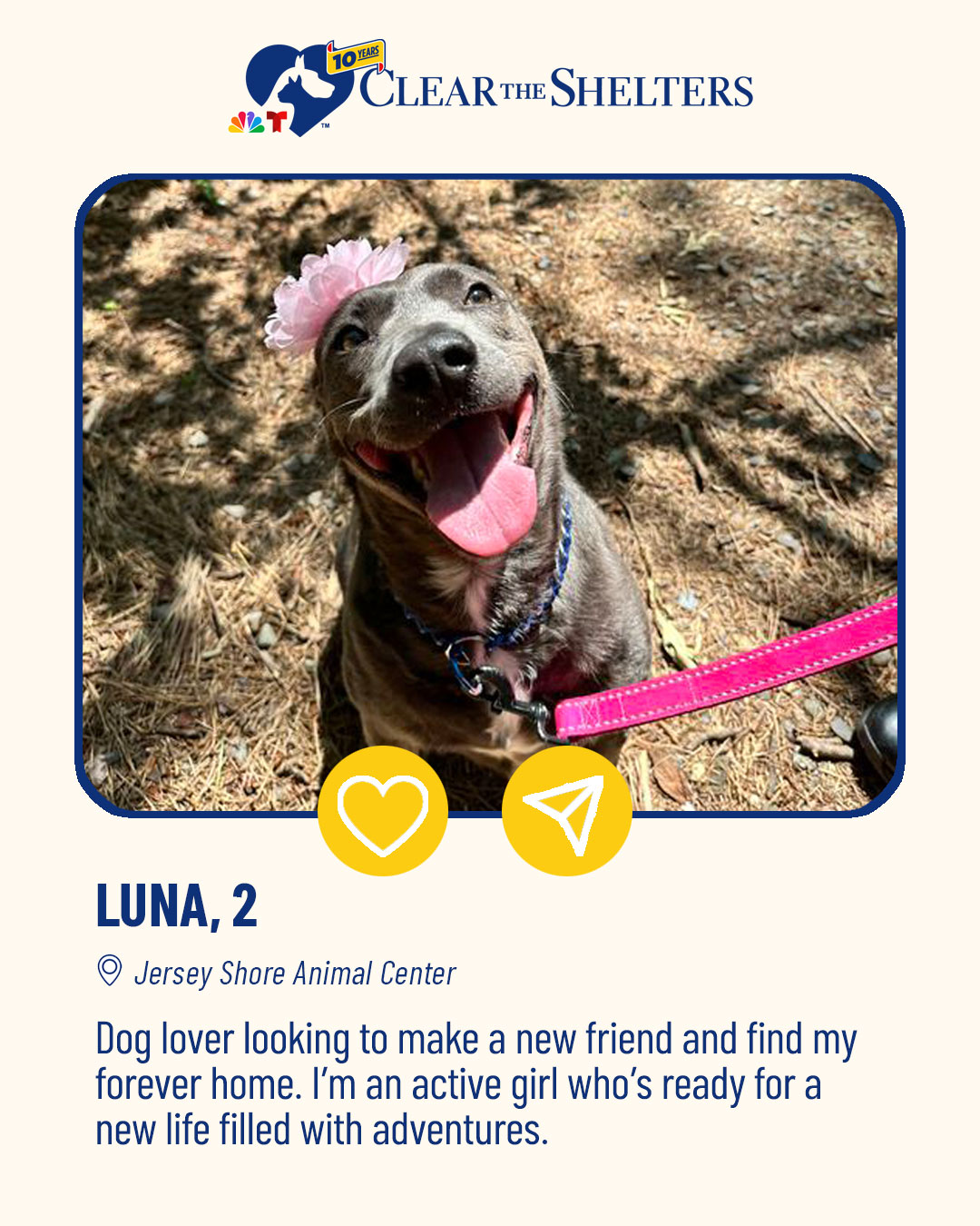 Animal shelters near me: Meet Clear The Shelters’ adoptable pets for ...