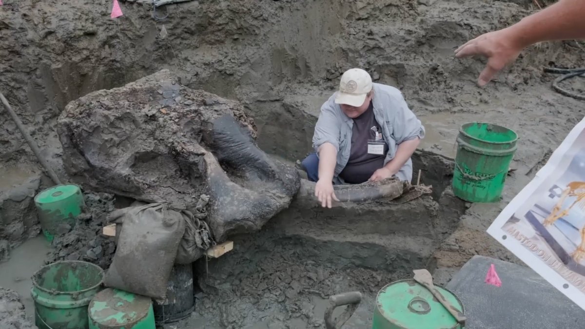 13,600-year-old mastodon skull discovered in Iowa – NBC New York