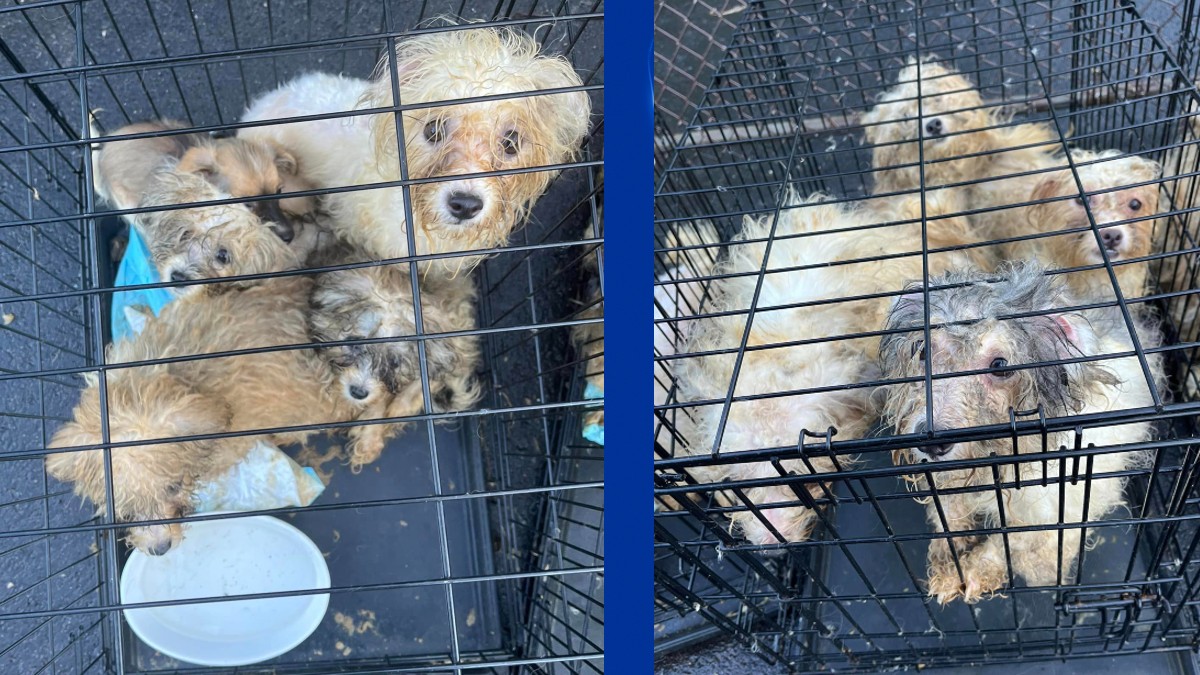 Dozens of dogs, cats and other animals in ‘horrid’ condition rescued from a Connecticut home ...