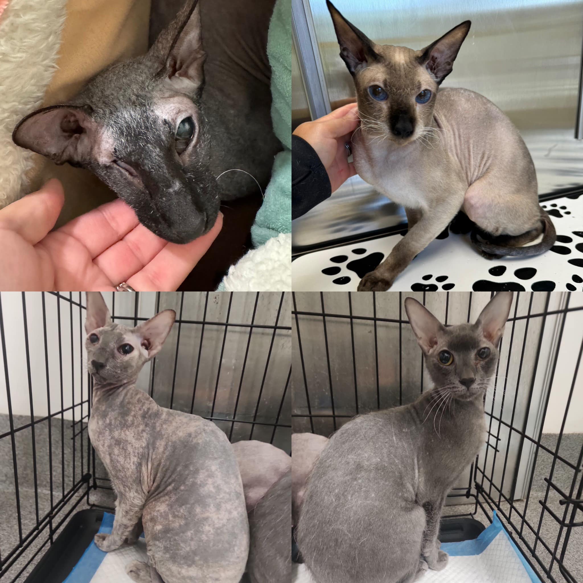 NJ news: Hairless cats abandoned again – NBC New York