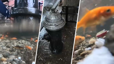 Weird – NBC New York