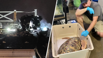 Turtle Back Zoo lightning strike causes fire – NBC New York