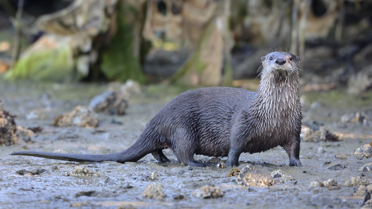 River otter attacks child at Seattle-area marina – NBC New York