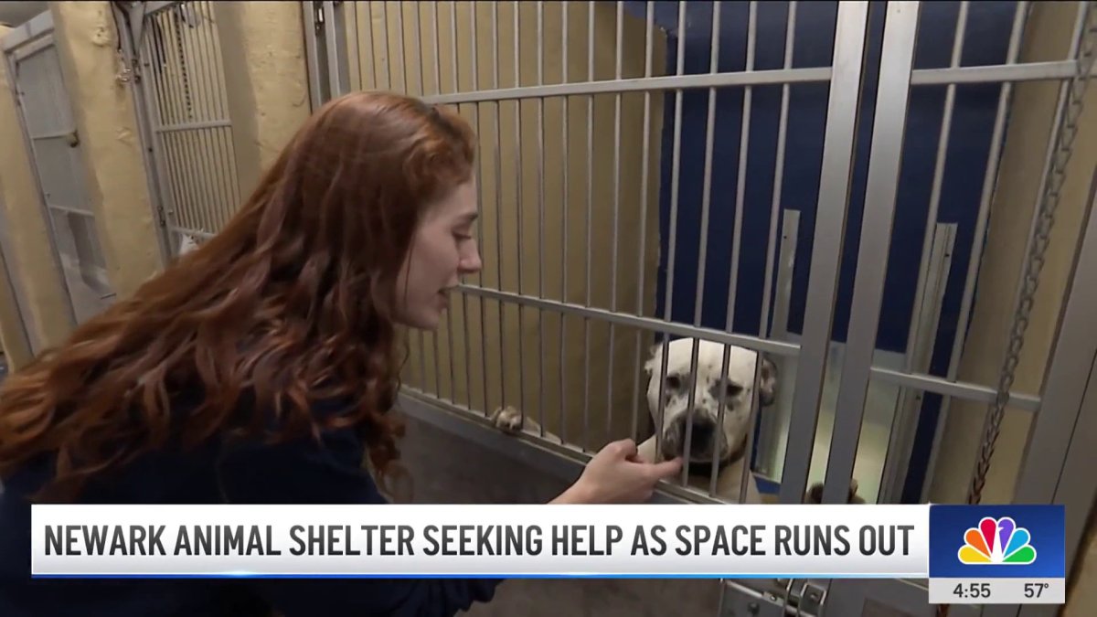 Newark animal shelter seeking help as space runs out – NBC New York