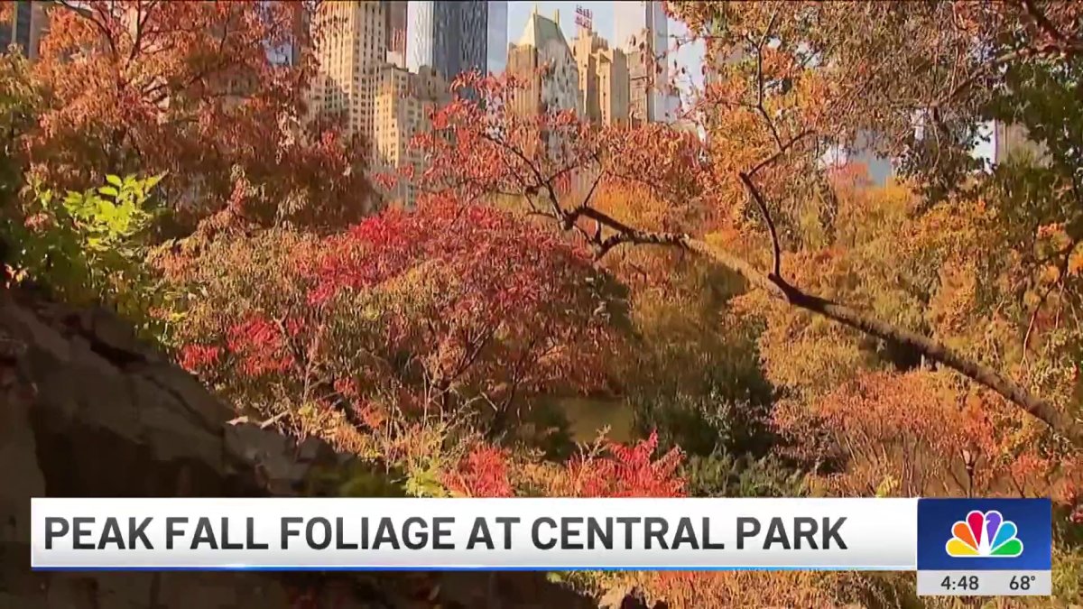 Peak fall foliage comes early to Central Park. Why is it sooner than ...