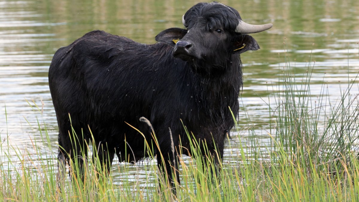 Former owner of water buffalo pleads guilty after it roamed around Iowa ...