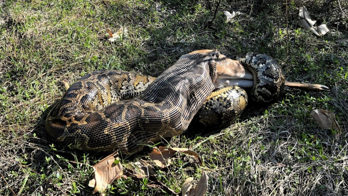 Watch: Burmese python swallows 77-pound deer – NBC New York