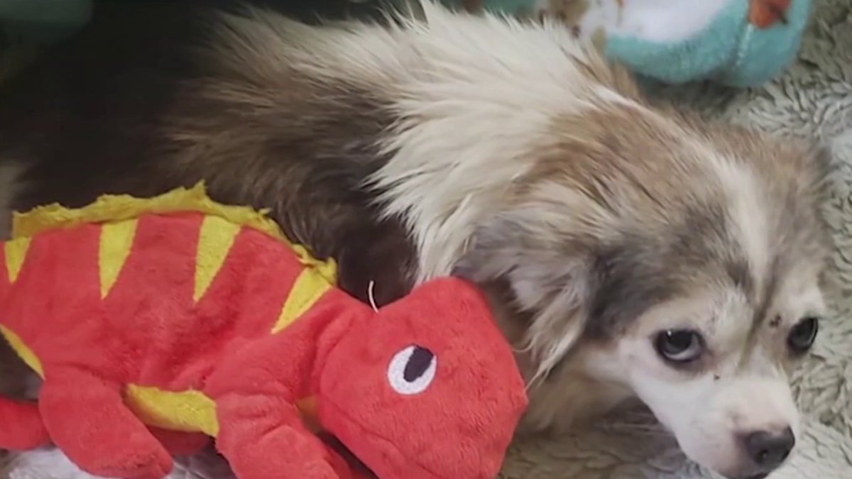 Dogs found in horrific conditions at Long Island home, some test ...