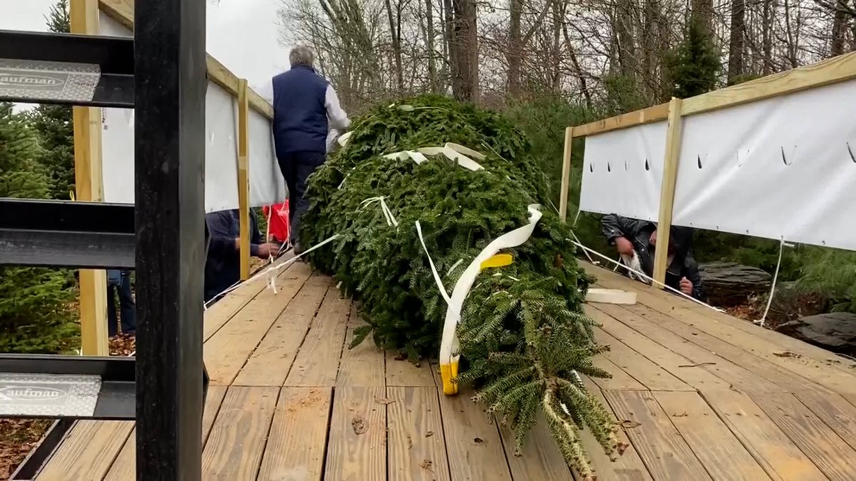 North Carolina Christmas tree selected for White House – NBC New York