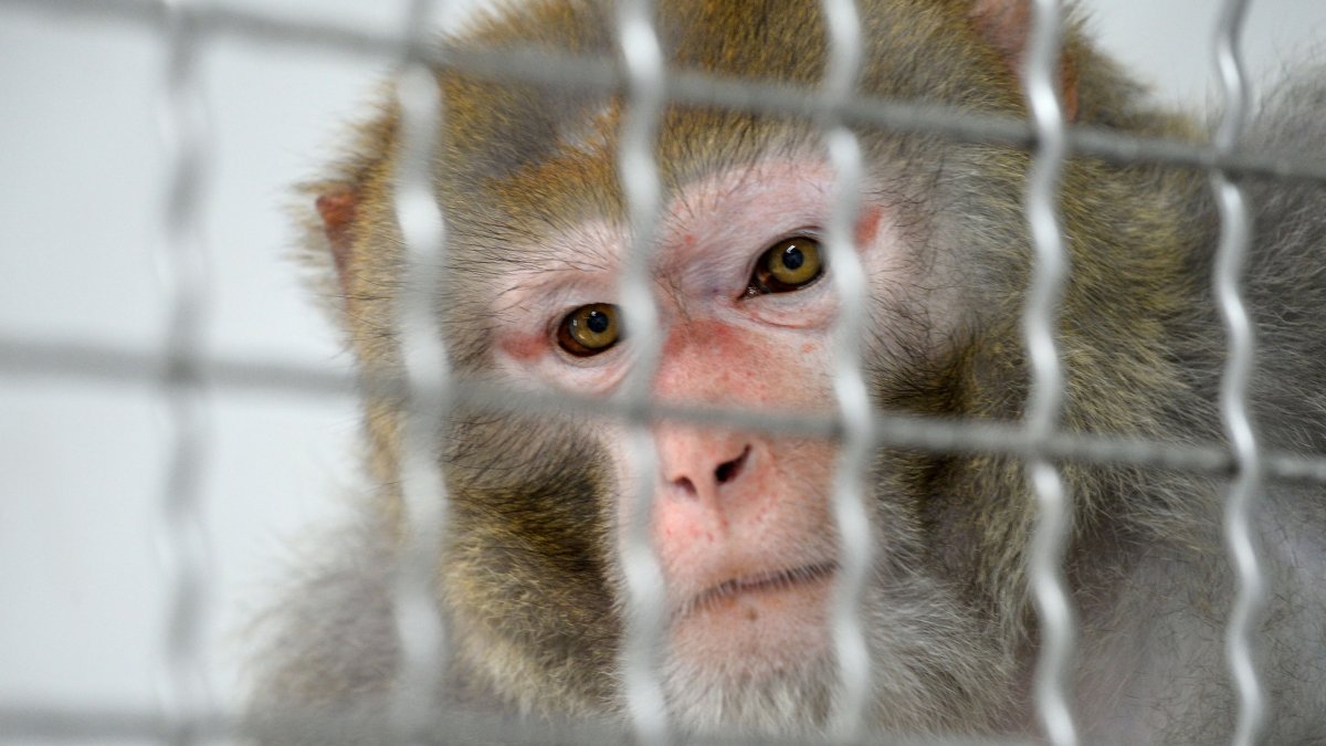 24 more monkeys found after 43 escape from South Carolina research ...