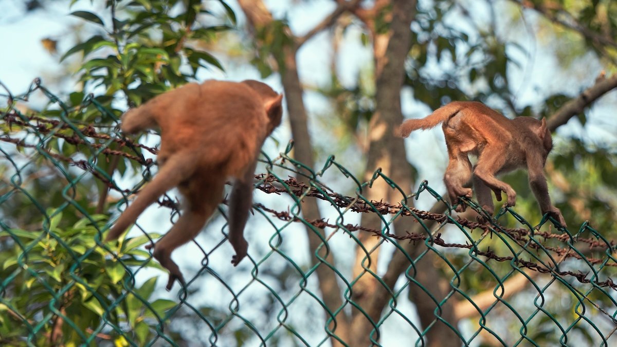 Monkeys escape from Alpha Genesis research facility in South Carolina ...