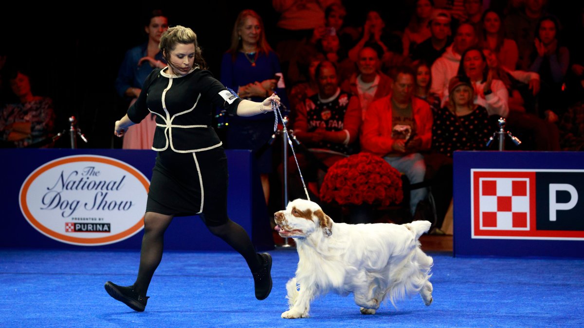 How to watch the 2025 National Dog Show – NBC New York