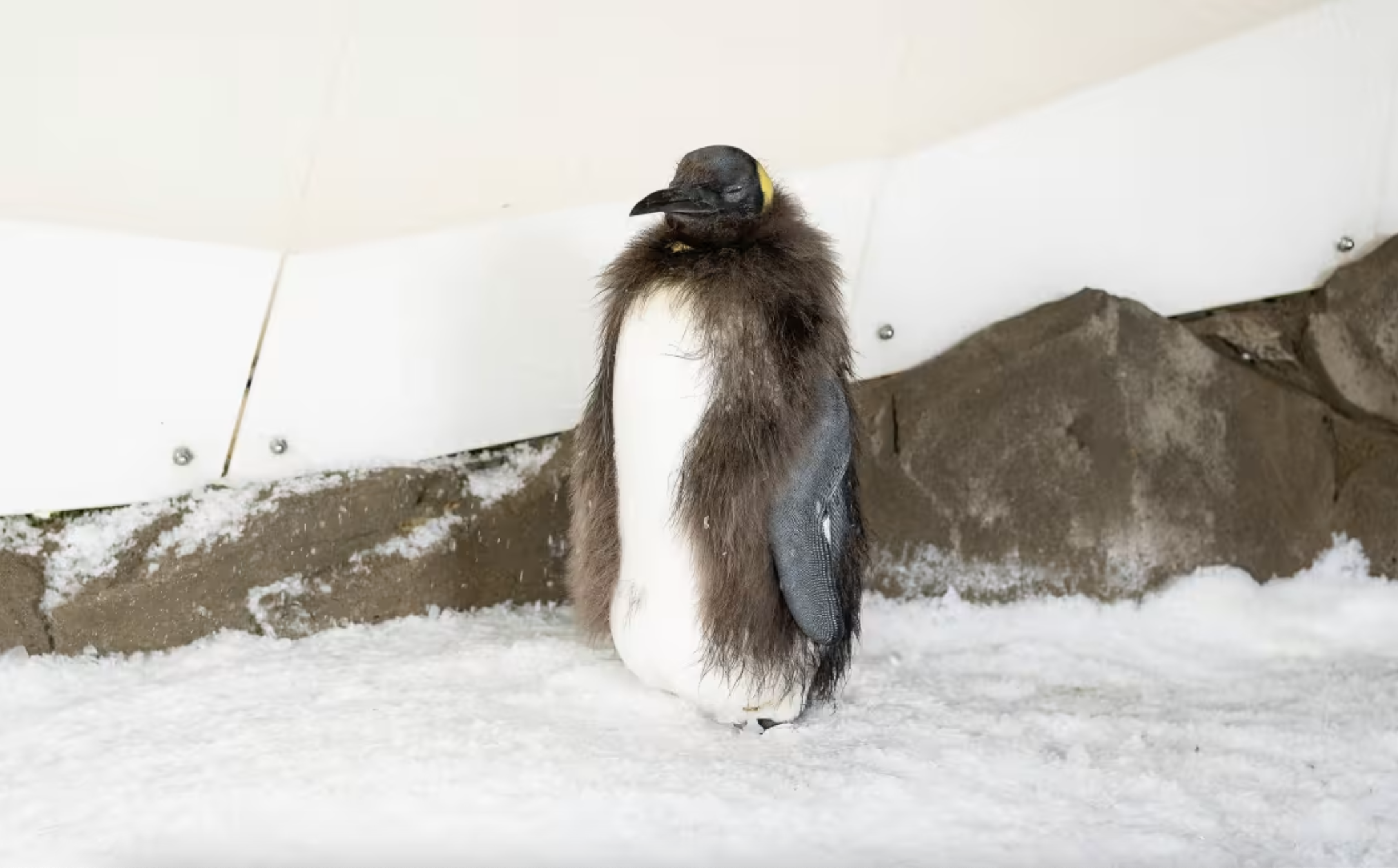 Pesto the viral baby penguin is shedding his brown feathers – NBC New York