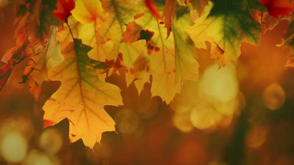 Why leaves change color in the autumn – NBC New York