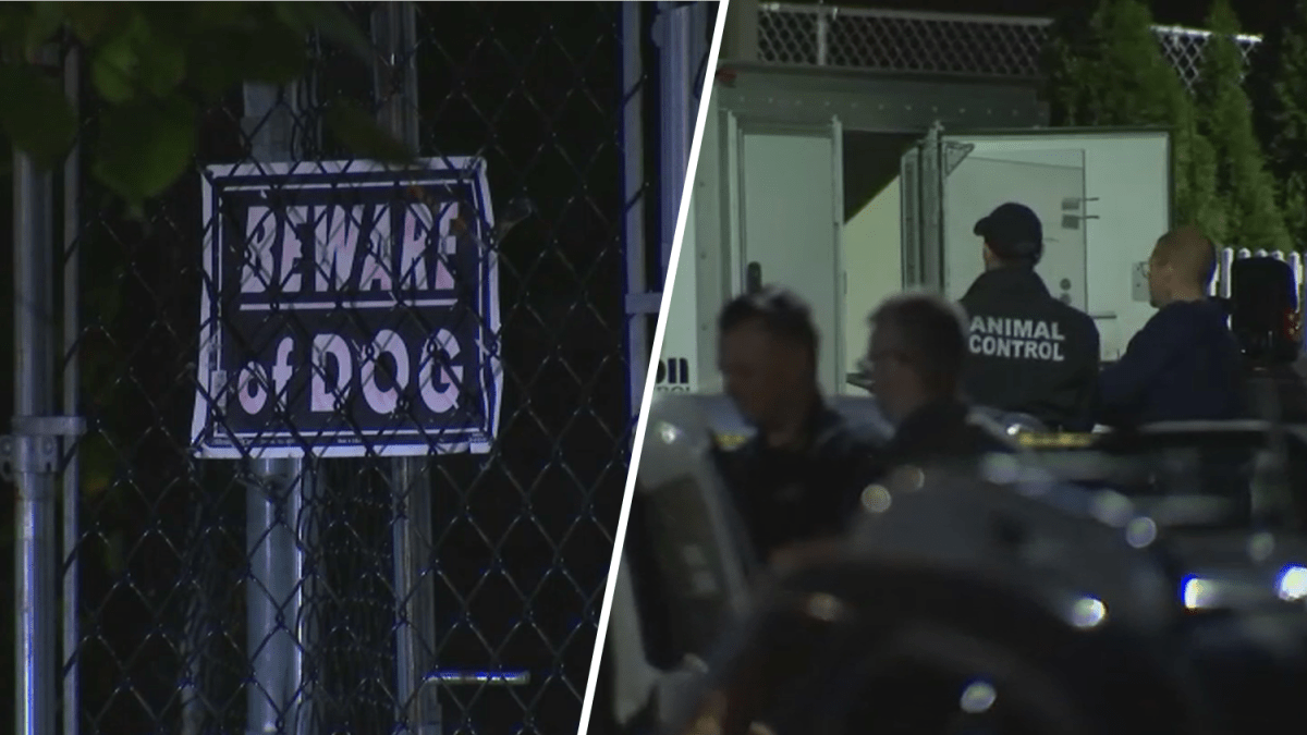 Dog attack in Boston leaves 1 dead – NBC New York
