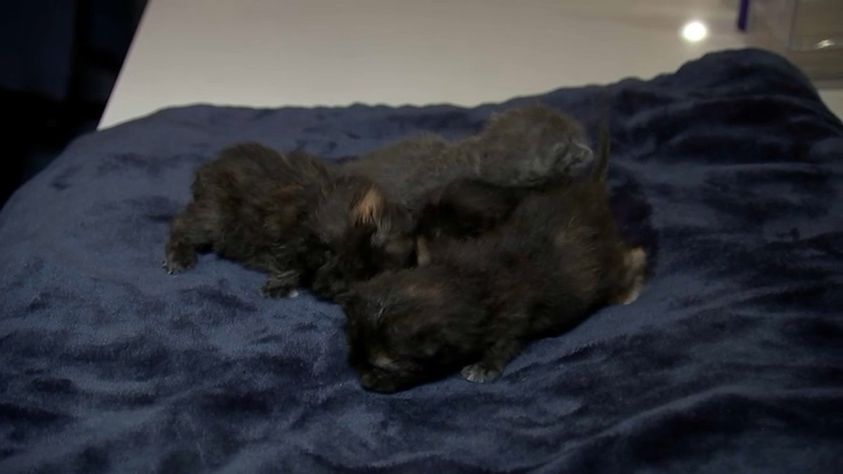 Brooklyn news: Kittens rescued from tied-up bag in Sunset Park trash ...