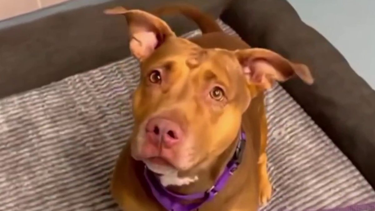 Three adorable pets to warm up your home – NBC New York