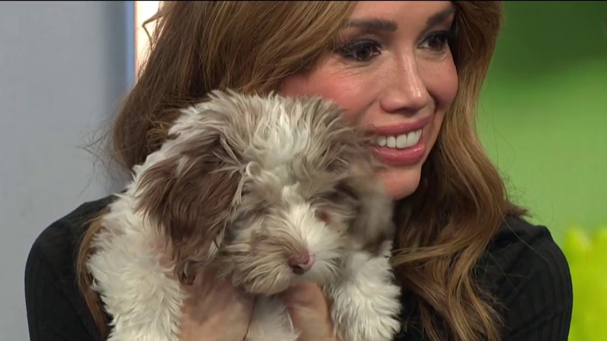 Adopt Zuzu and friends! – NBC New York