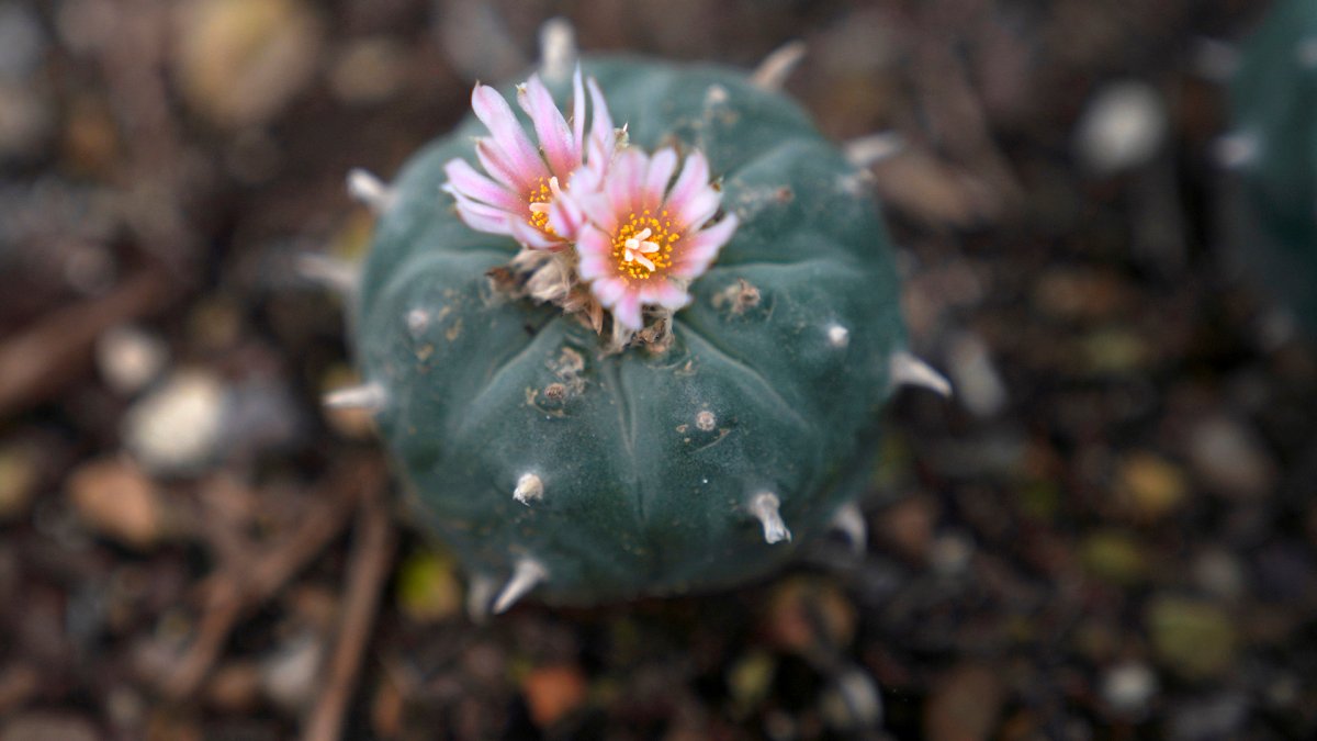 Peyote that grows naturally in South Texas and Mexico threatened – NBC ...