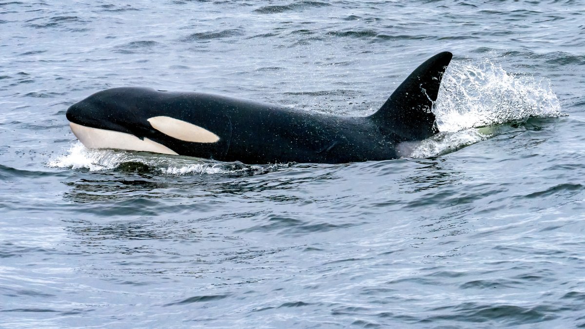 Killer whale spotted balancing a salmon on its head, intriguing ...
