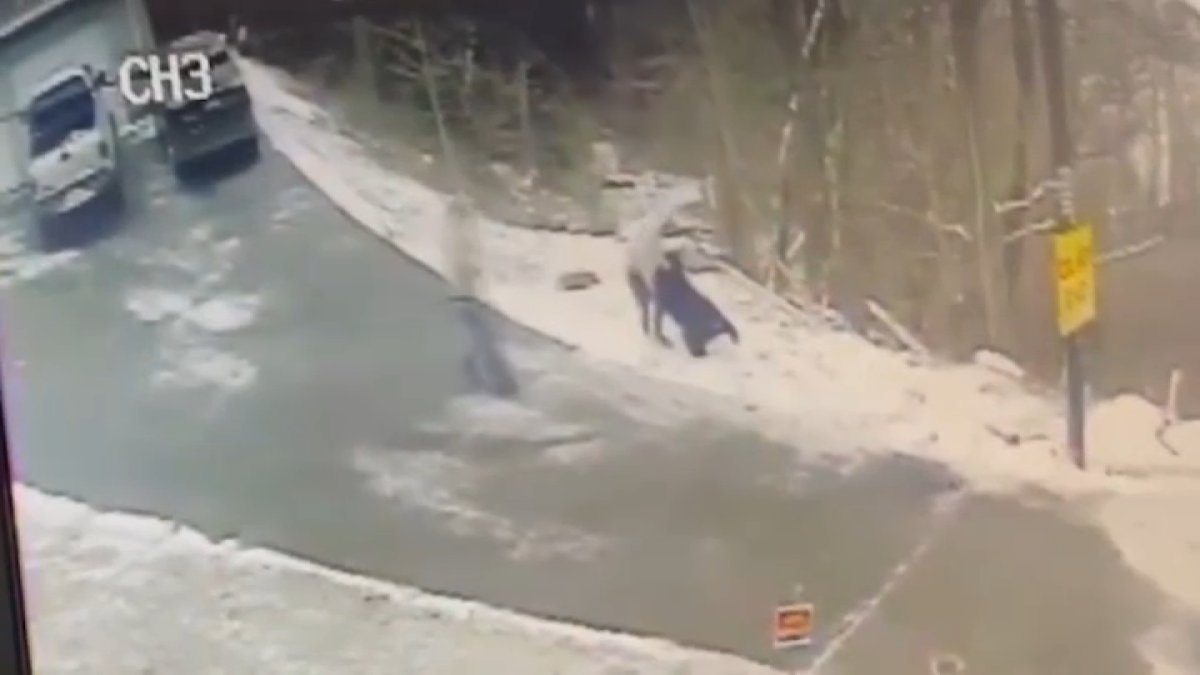 Bear that attacked man in Jim Thorpe had rabies: officials – NBC New York