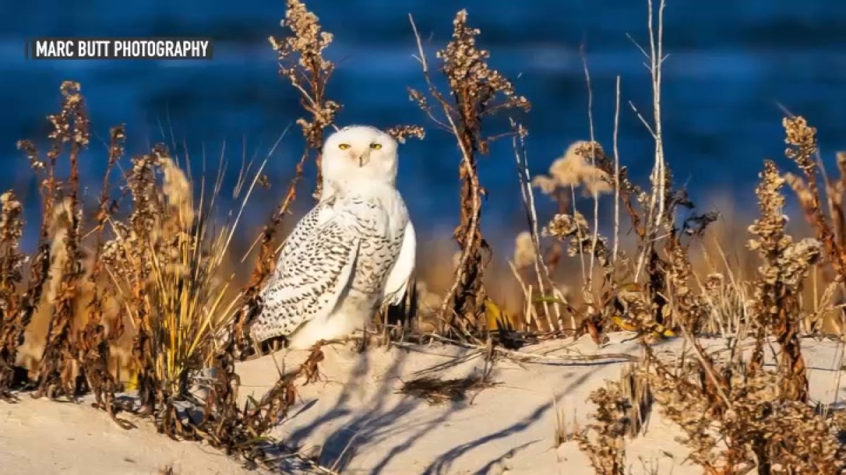 Have you seen one? Snowy owls show up at Jersey Shore – NBC New York