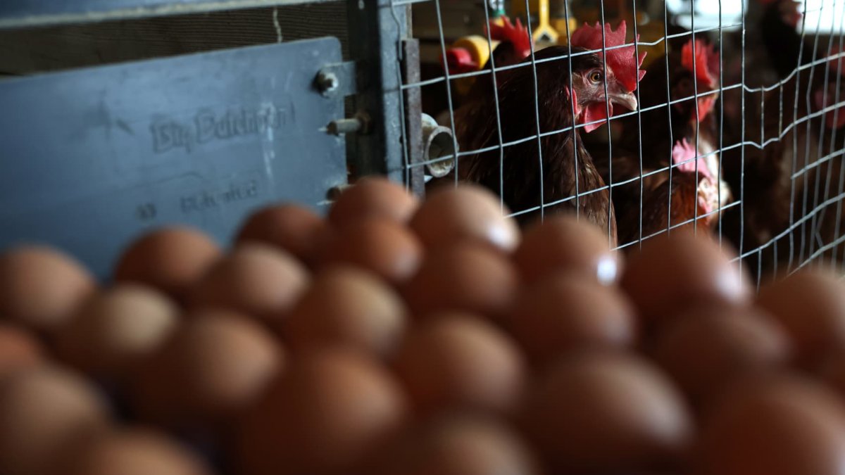Jim Cramer weighs egg producer Vital Farms as its stock dips due to ...