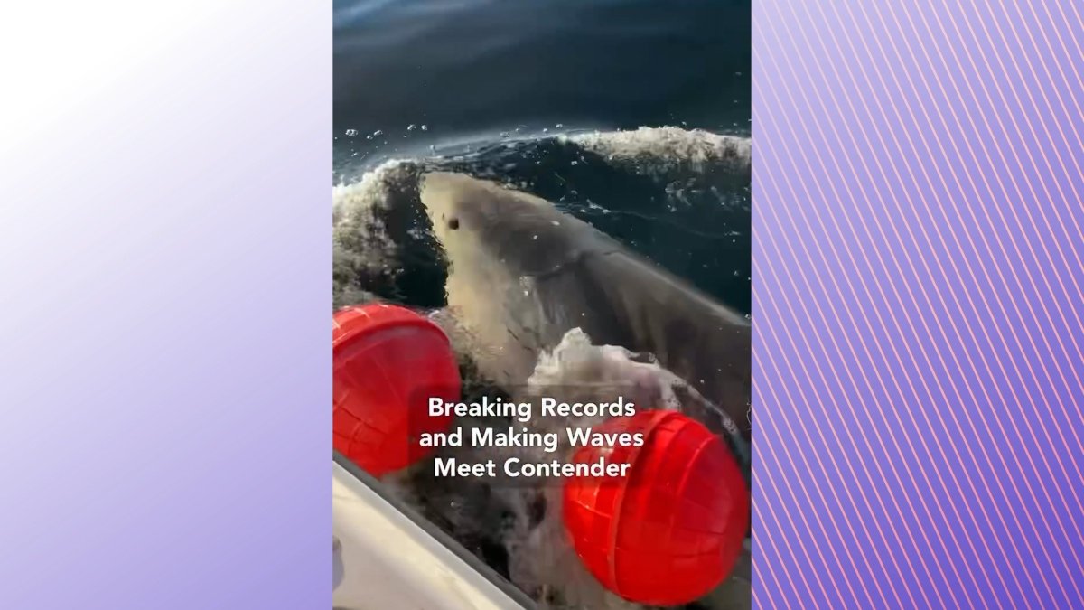 1,653-pound shark tagged off coast of Georgia – NBC New York