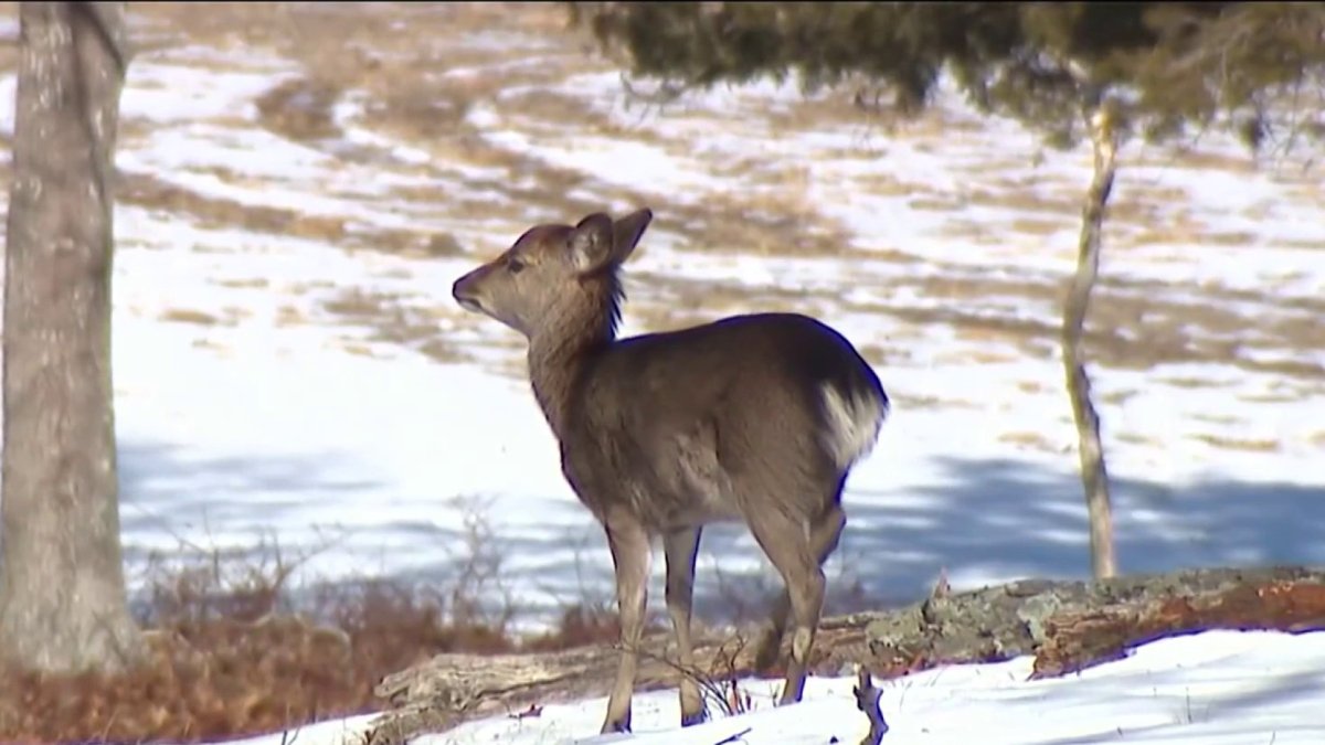 Deer rescued after falling through ice on lake released on Long Island ...