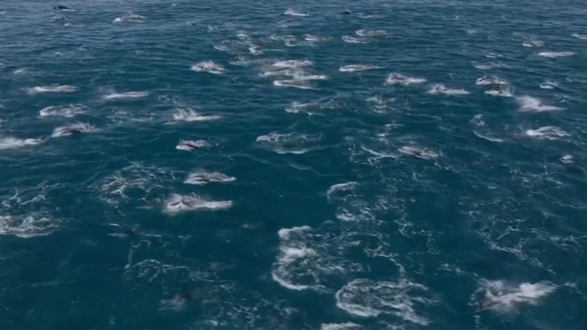 WATCH: Super pod of more than 2,000 dolphins spotted in California ...