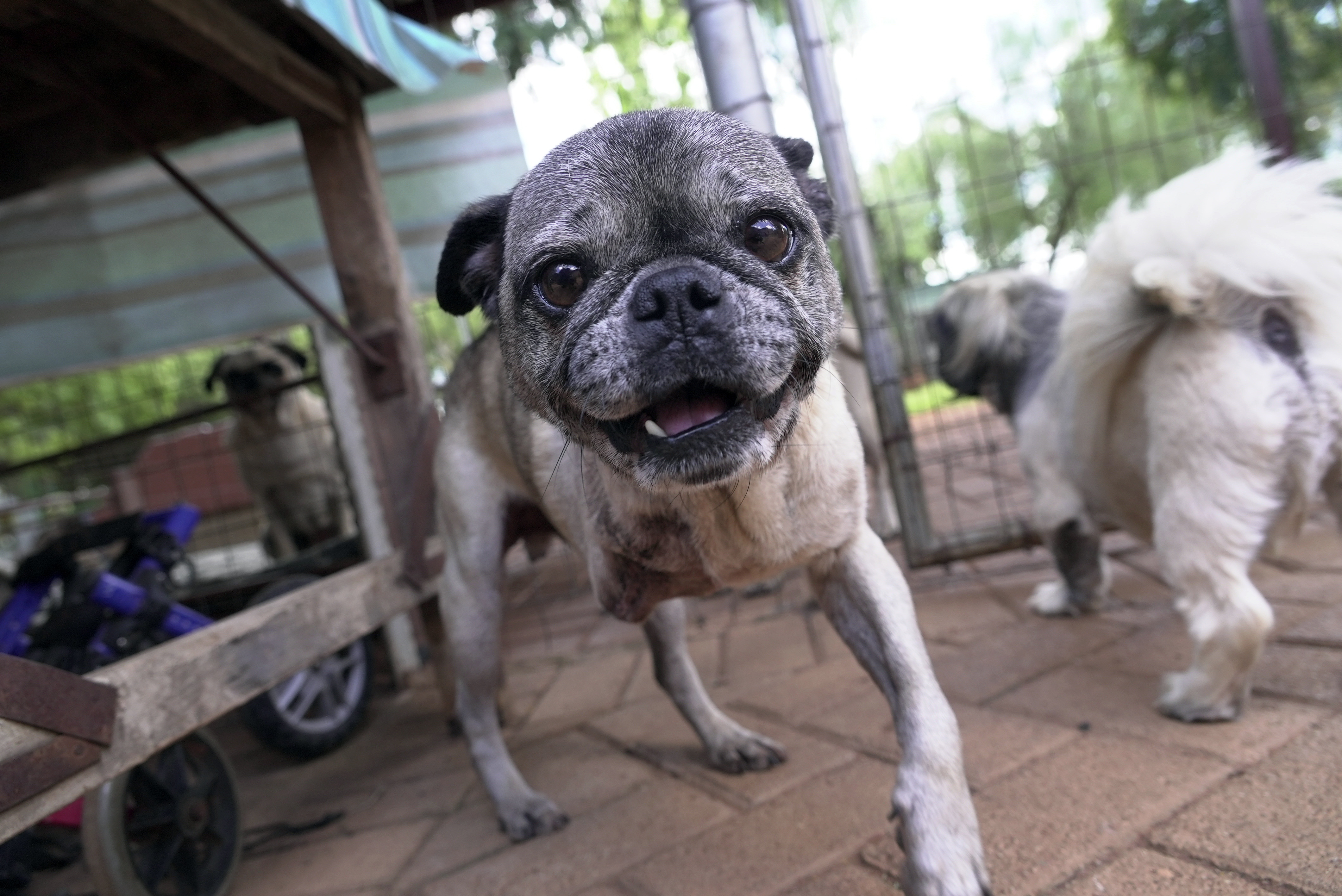 Pug life: South African woman has rescued more than 2,500 pugs – NBC ...