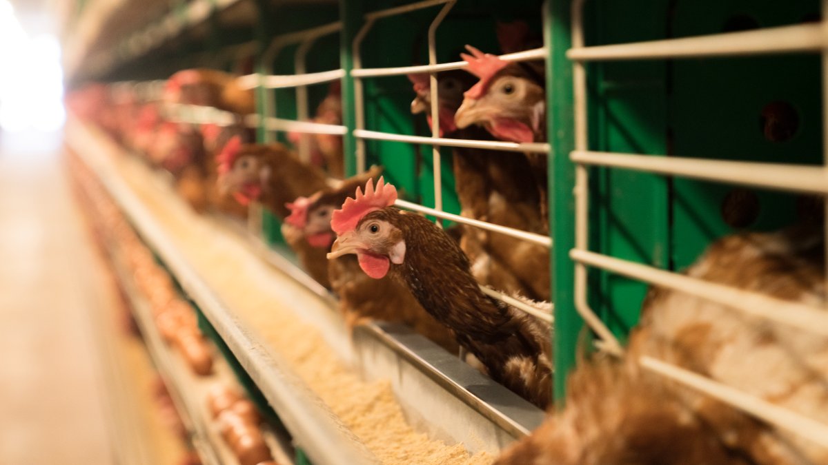 Why isn’t the U.S. using a bird flu vaccine in poultry? – NBC New York