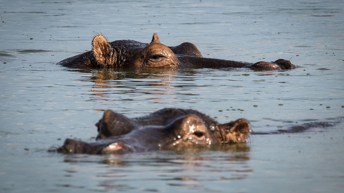 Man sues safari tour operator after hippo killed his wife in Africa ...