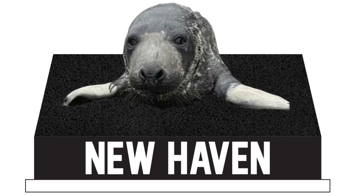 Beloved New Haven, Conn. seal pup now has a bobblehead – NBC New York